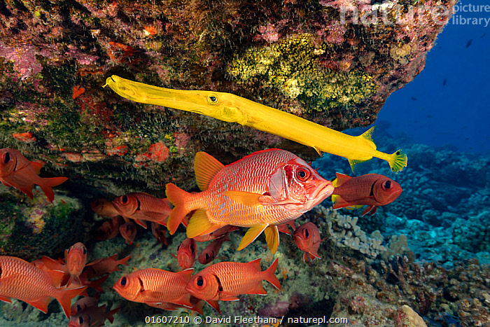 Stock photo of Trumpetfish (Aulostomus chinensis) and Longjaw ...