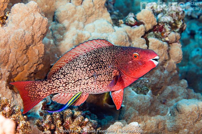 Stock photo of Hawaiian cleaner wrasse (Labroides phthirophagus ...