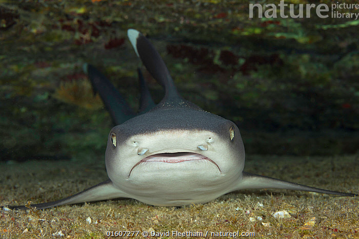 Stock photo of Whitetip reef shark (Triaenodon obesus) resting on sea ...