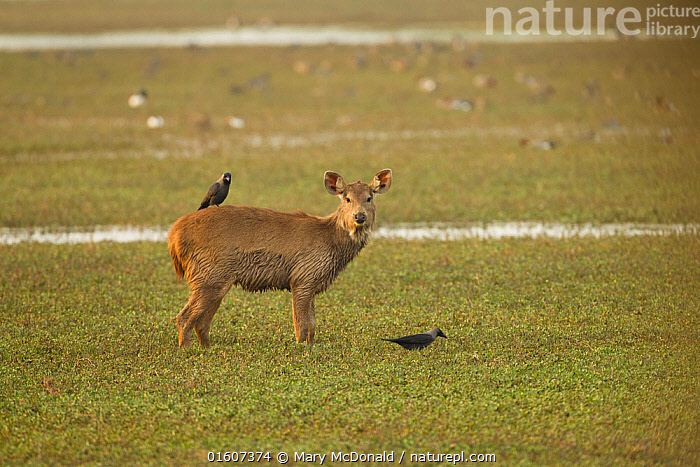 Stock photo of Sambar deer (Rusa unicolor) in marshy area, with house ...