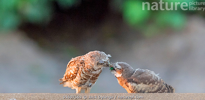 Stock photo of Burrowing owl (Athene cunicularia), parent feeding chick ...