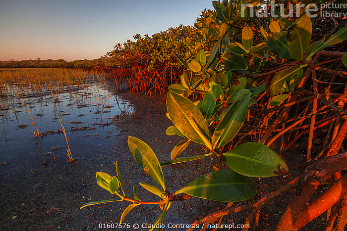 Stock photo of Red mangrove (Rhizophora mangle), Bahia Magdalena, Baja ...