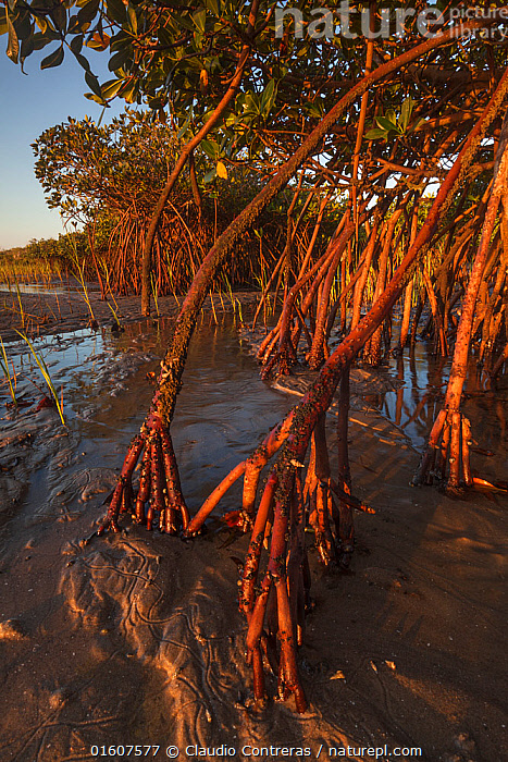 Stock photo of Red Mangrove (Rhizophora mangle) at low tide, Bahia ...