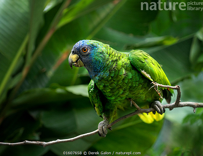 Stock photo of Jaco Parrot (Amazona arauisiaca) , one of two parrot ...