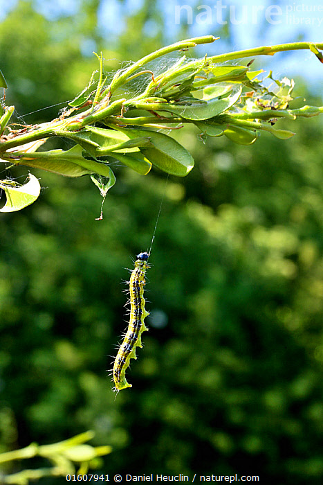 Stock photo of Box tree moth (Cydalima perspectalis) caterpillar ...