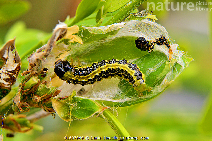 Stock photo of Box tree moth (Cydalima perspectalis) caterpillar and ...