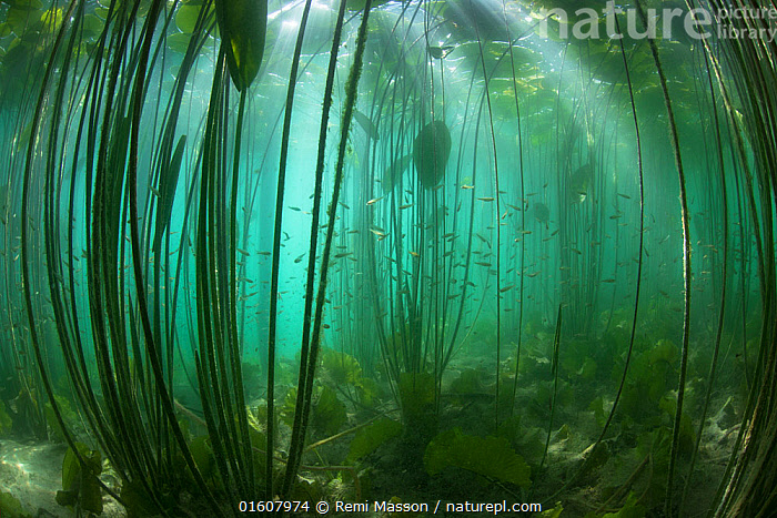 Stock photo of School of Perch (Perca fluviatilis) amongst Water lilies ...