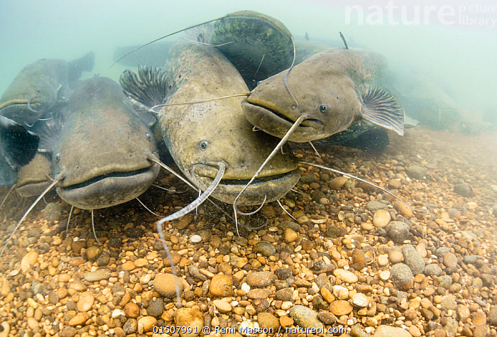 Stock photo of Group of Wels catfish (Silurus glanis) gathering on the ...