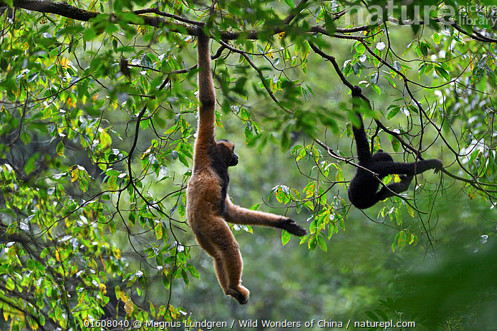 Stock photo of Central Yunnan black crested gibbon (Nomascus concolor ...
