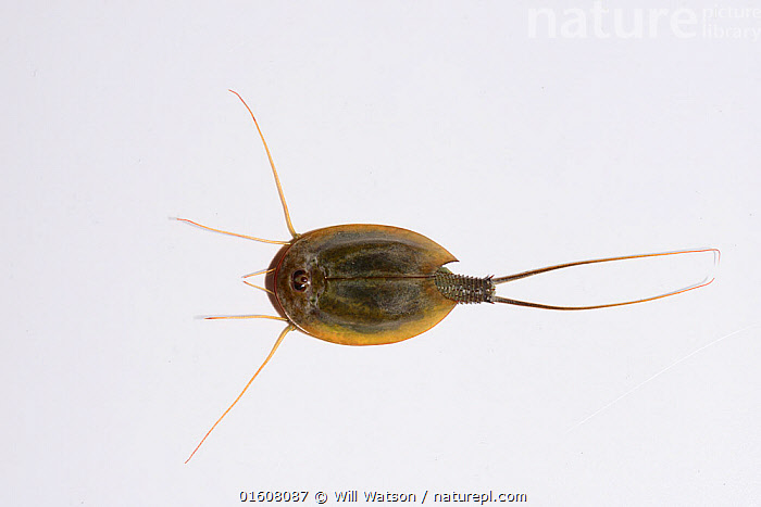 Stock photo of Tadpole shrimp (Triops mauritanicus) on white background ...