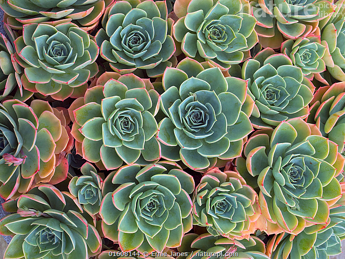 Stock photo of Glaucous echeveria (Echeveria secunda var. glauca ...