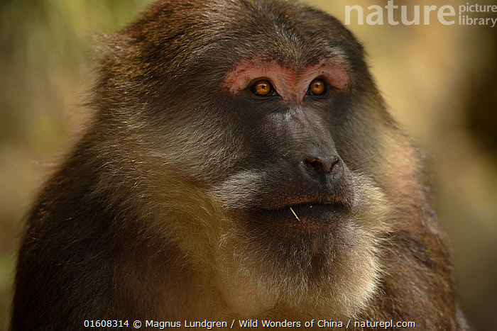 Stock photo of Portrait of a male Tibetan macaque (Macaca thibetana) in ...