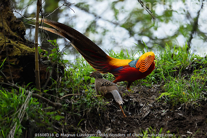 Stock photo of Golden pheasant (Chrysolophus pictus) male and ...