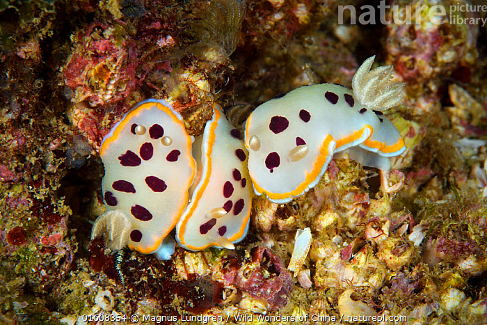 Stock photo of Three Dorid nudibranchs (Chromodoris orientalis ...