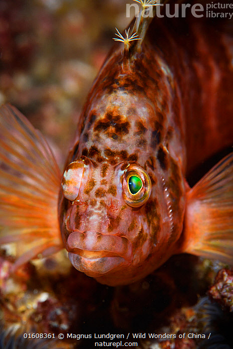 Stock photo of Yellow hawkfish (Cirrhitichthys aureus) Po Bin Chau, Sai ...