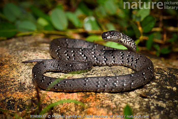 Stock photo of Spotted slug snake (Pareas margaritophorus) Lantau ...