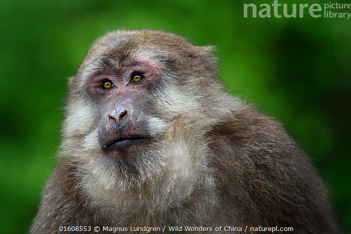 Stock photo of Portrait of male Tibetan macaque (Macaca thibetana ...