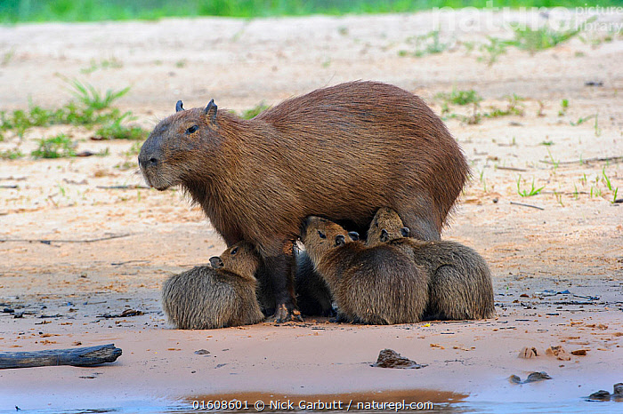 Stock photo of Capybara (Hydrochoerus hydrochaeris) female with litter ...