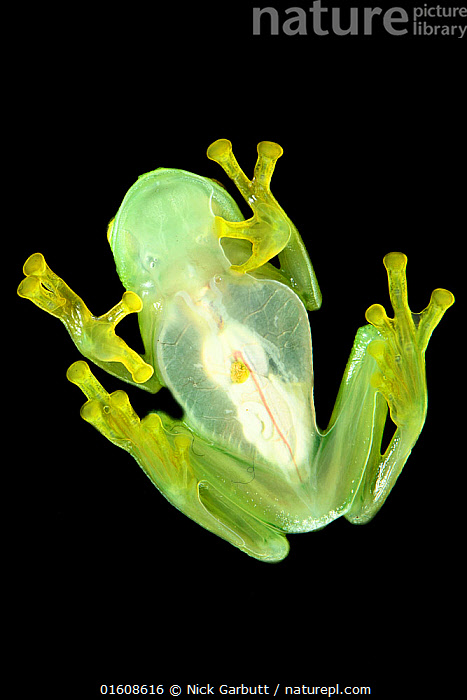 Stock photo of Bell glass frog (Cochranella nola) from below ...