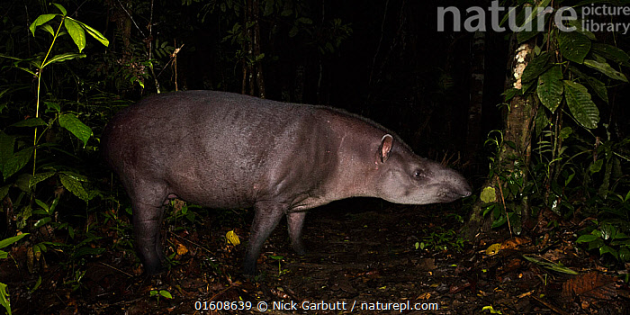 Stock photo of South American / Brazilian tapir (Tapirus terrestris) at ...