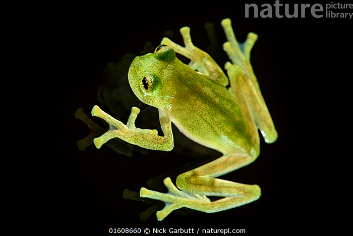 Stock photo of Bell glass frog (Cochranella nola) photographed from ...