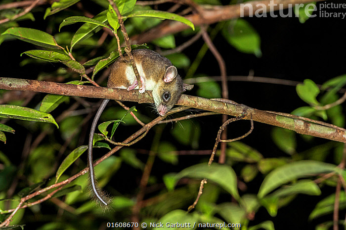 Stock photo of Tufted-tailed / Tuft-tailed rat (Eliurus sp) looking ...