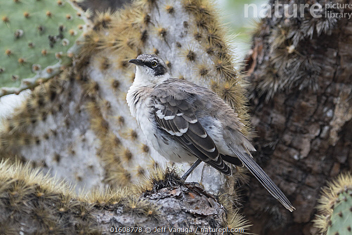 Stock photo of Galapagos mockingbird (Mimus parvulus) perched on cactus ...