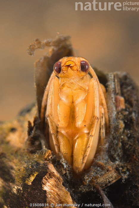 Stock photo of Caddisfly pupa (Trichoptera), Europe, June, controlled ...