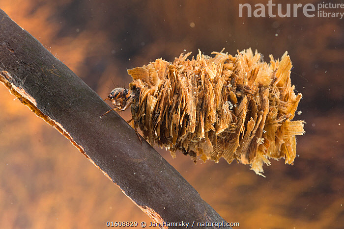 Stock photo of Case-building caddisfly larva (Limnephilus rhombicus ...
