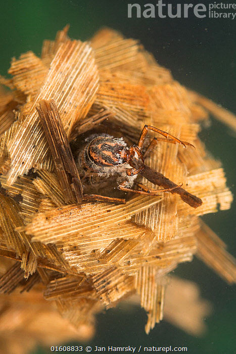 Stock photo of Case-building caddisfly larva (Limnephilus rhombicus ...