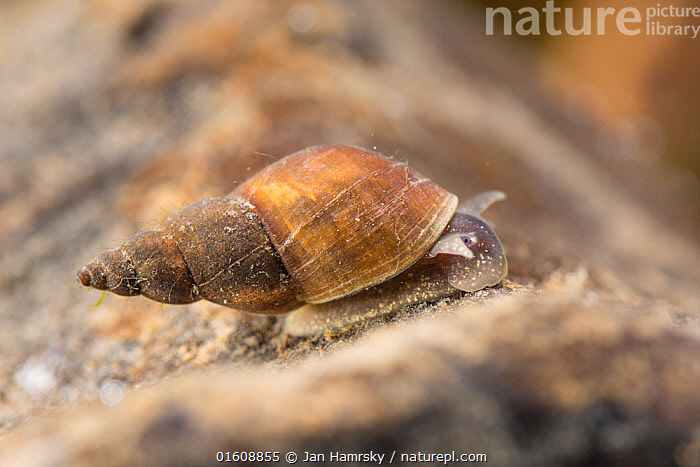 Stock photo of Freshwater snail (Stagnicola sp.), on stone underwater ...