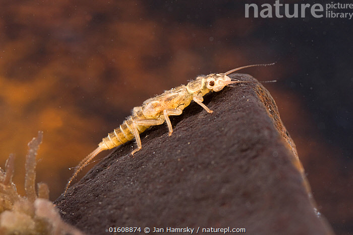 Stock Photo Of Stonefly Nymph Isoperla Sp Underwater Europe June