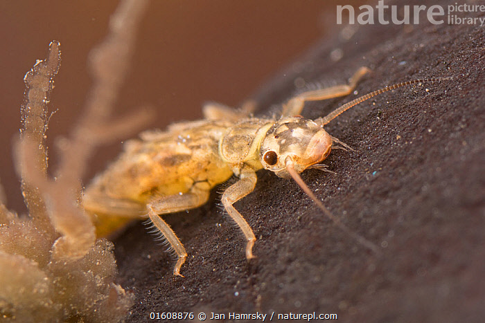 Stock photo of Stonefly nymph (Isoperla sp.), underwater, Europe, June ...