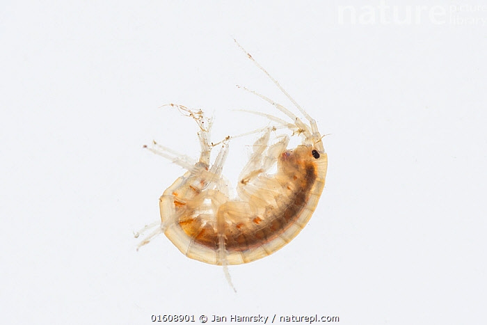 Stock photo of Scud or side-swimmer (Gammaridae), freshwater crustacean ...