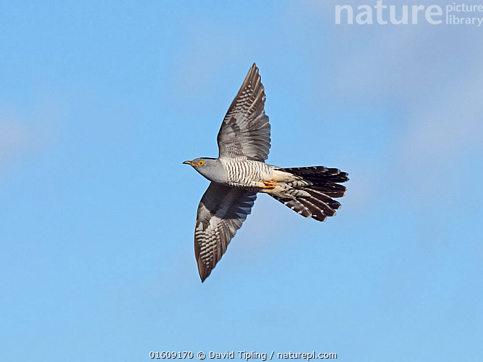 Stock photo of Common cuckoo (Cuculus canorus) male in flight, Peak ...
