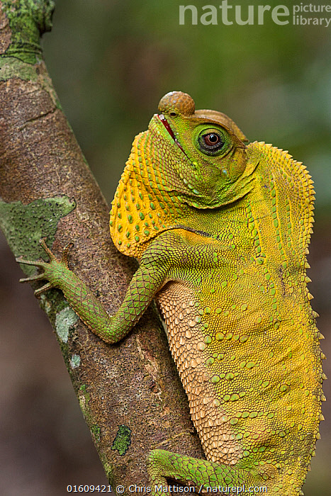 Stock photo of Hump-nosed lizard (Lyriocephalus scutatus) Sri Lanka ...