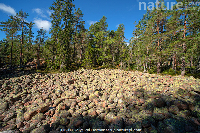 Stock photo of Pebble field in coniferous forest, a result of isostatic ...