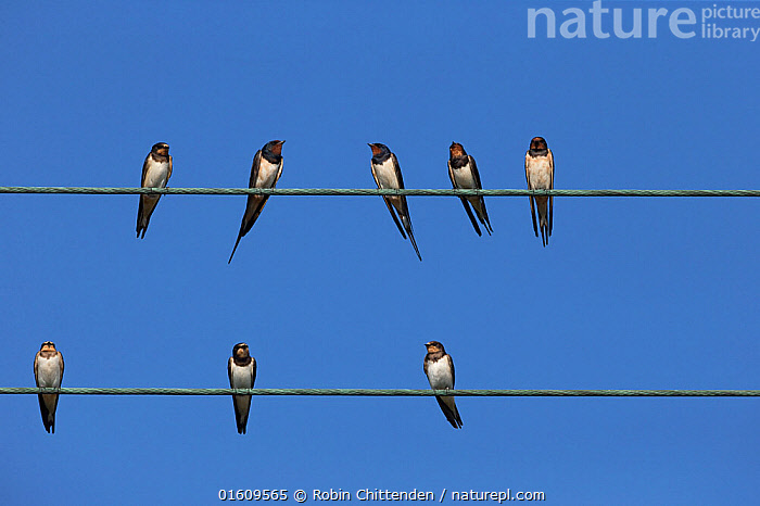 Stock photo of Barn swallow (Hirundo rustica) Zakynthos, Greece, August ...