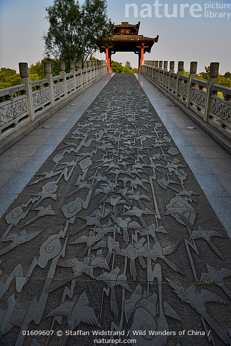Stock photo of Magpie bridge with birds on the path, also called Love ...
