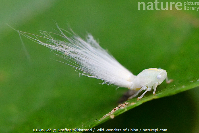 Stock photo of White fuzzy Leafhopper (Cicadellidae sp) si on a leaf in ...