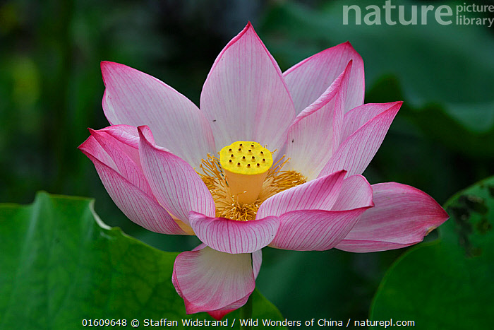 Stock photo of Indian / Sacred Lotus flower (Nelumbo nucifera) edible ...