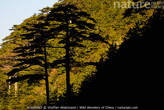 Stock photo of Pine trees (Pinus hwangshanensis) at the Taoist Tian ...