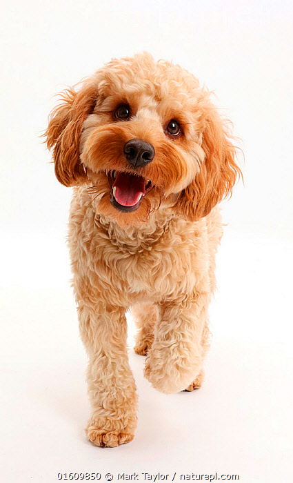 Stock photo of Cavapoo dog, Monty, 10 months, walking.. Available for ...