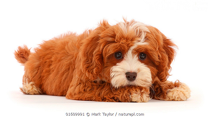 Stock photo of Cavapoo puppy with chin on paw.. Available for sale on ...