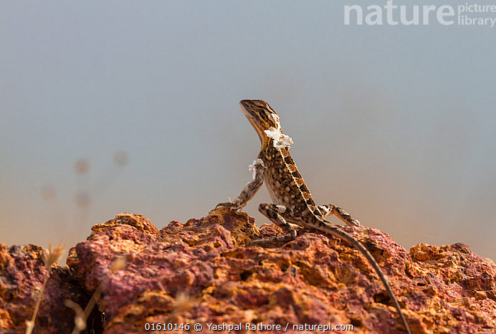Stock photo of Superb Fan-throated Lizard (Sarada superba) female ...