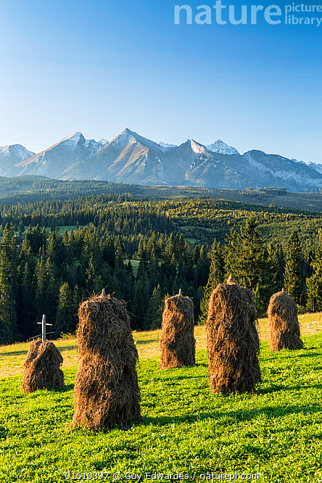 Stock photo of Haystacks in front of the Tatra mountains, Poland ...