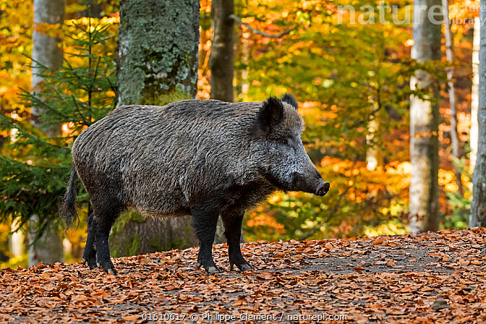 Stock photo of Wild boar (Sus scrofa) in autumn forest, Bavarian Forest ...