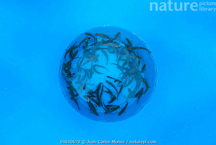 Stock photo of Atlantic salmon (Salmo salar) fish to repopulate rivers ...