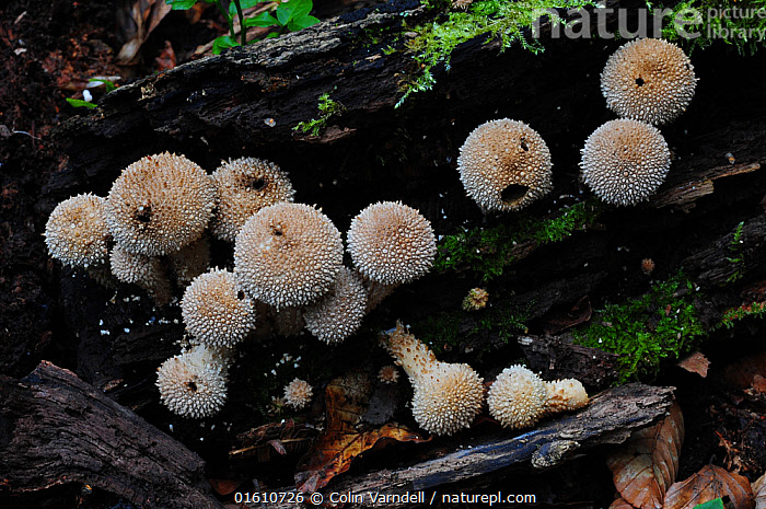 Stock photo of Young fruiting bodies of Spiny puffball (Lycoperdon ...