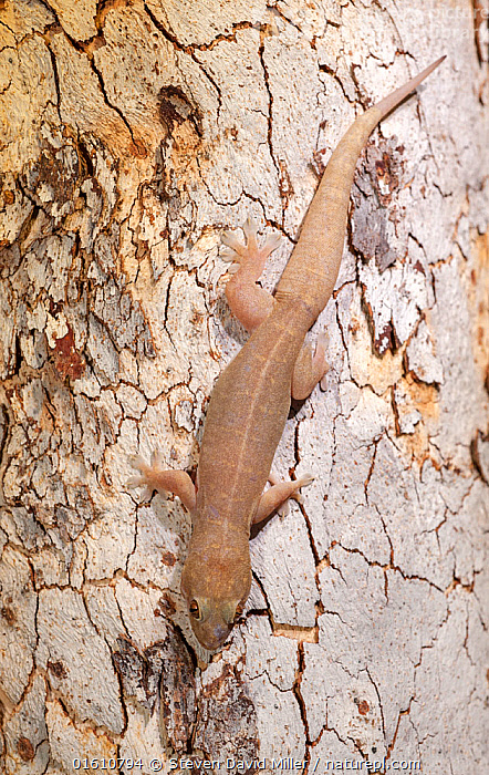 Stock photo of Top end dtella gecko (Gehyra australis) camouflaged ...